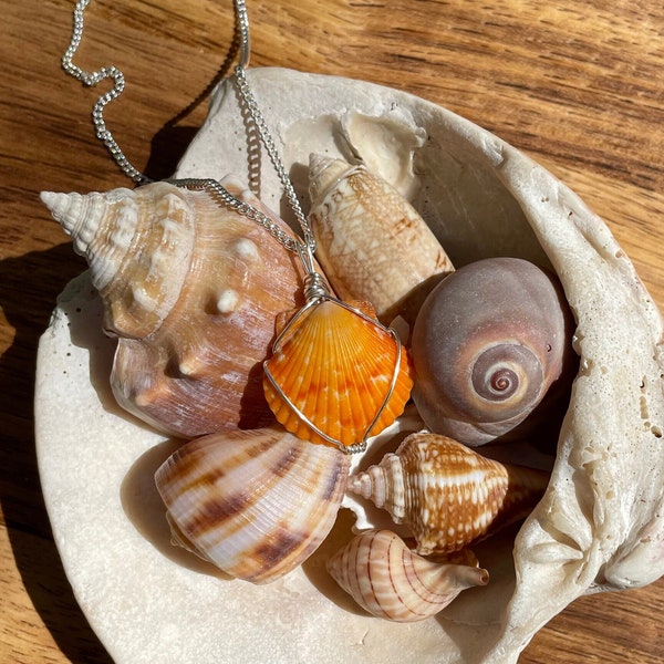 Florida Rare Shells - Etsy