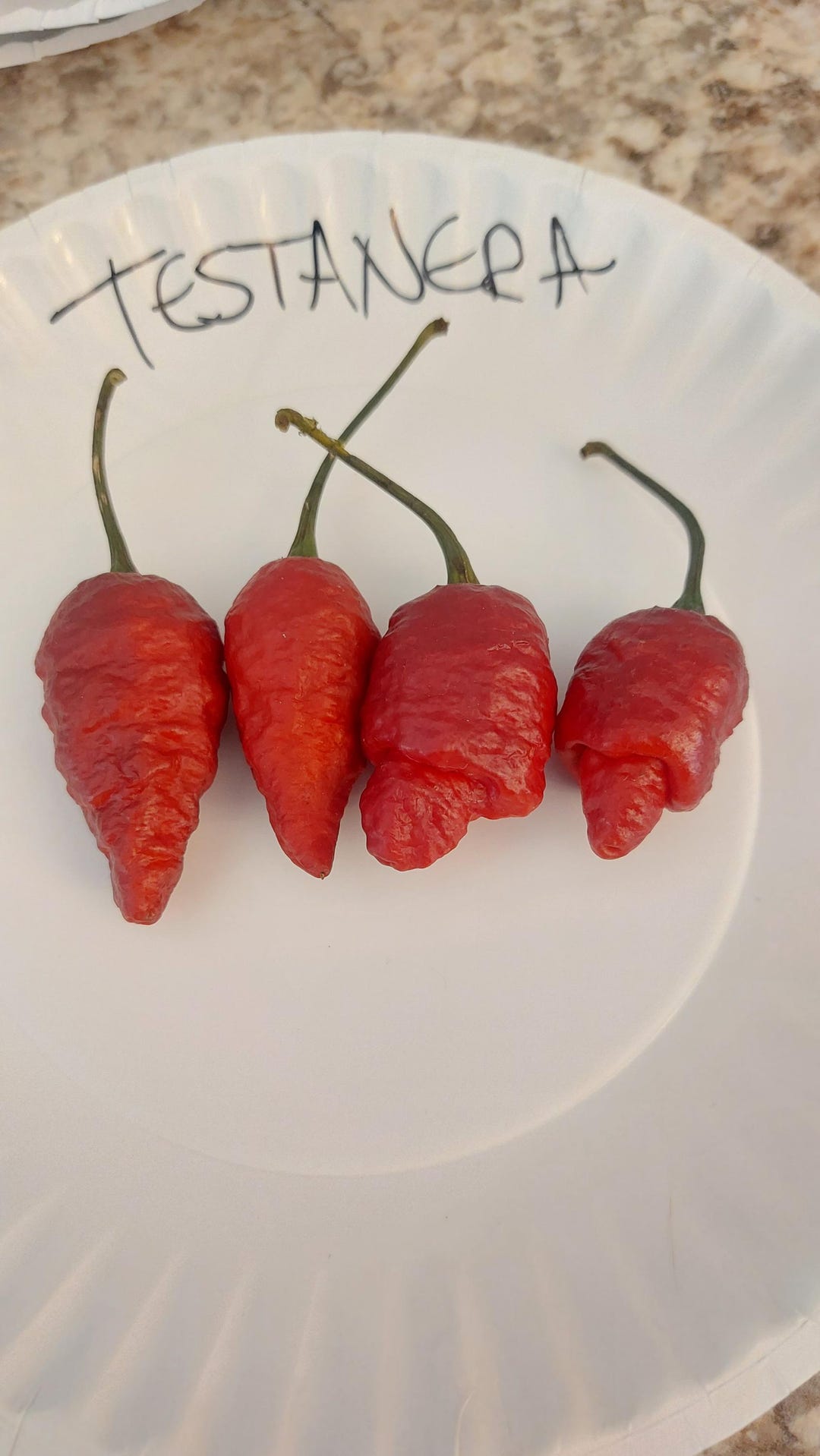 15+ Testanera Pepper Seeds - Etsy