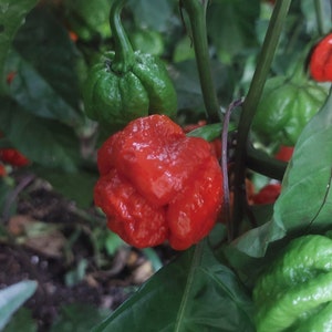 15+ Bahamian Beast Pepper Seeds - Etsy