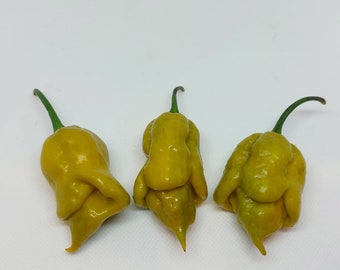 Yellow Carolina Reaper HP22B Pepper Premium Seed Packet Record Hottest ...
