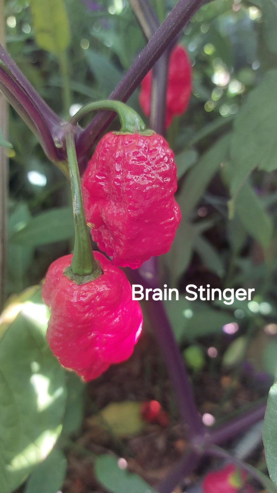 15+ Brain Stinger Pepper Seeds - Etsy