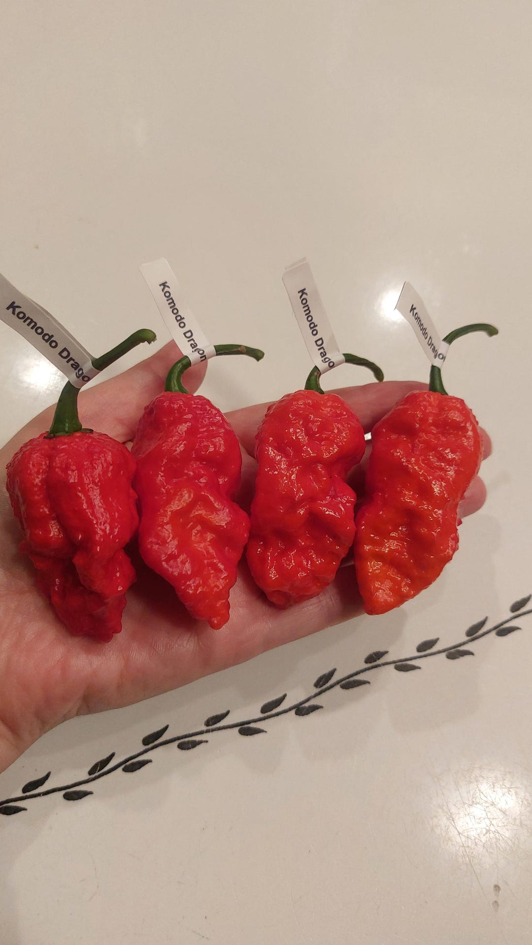 15+ Komodo Dragon Pepper Seeds - Etsy