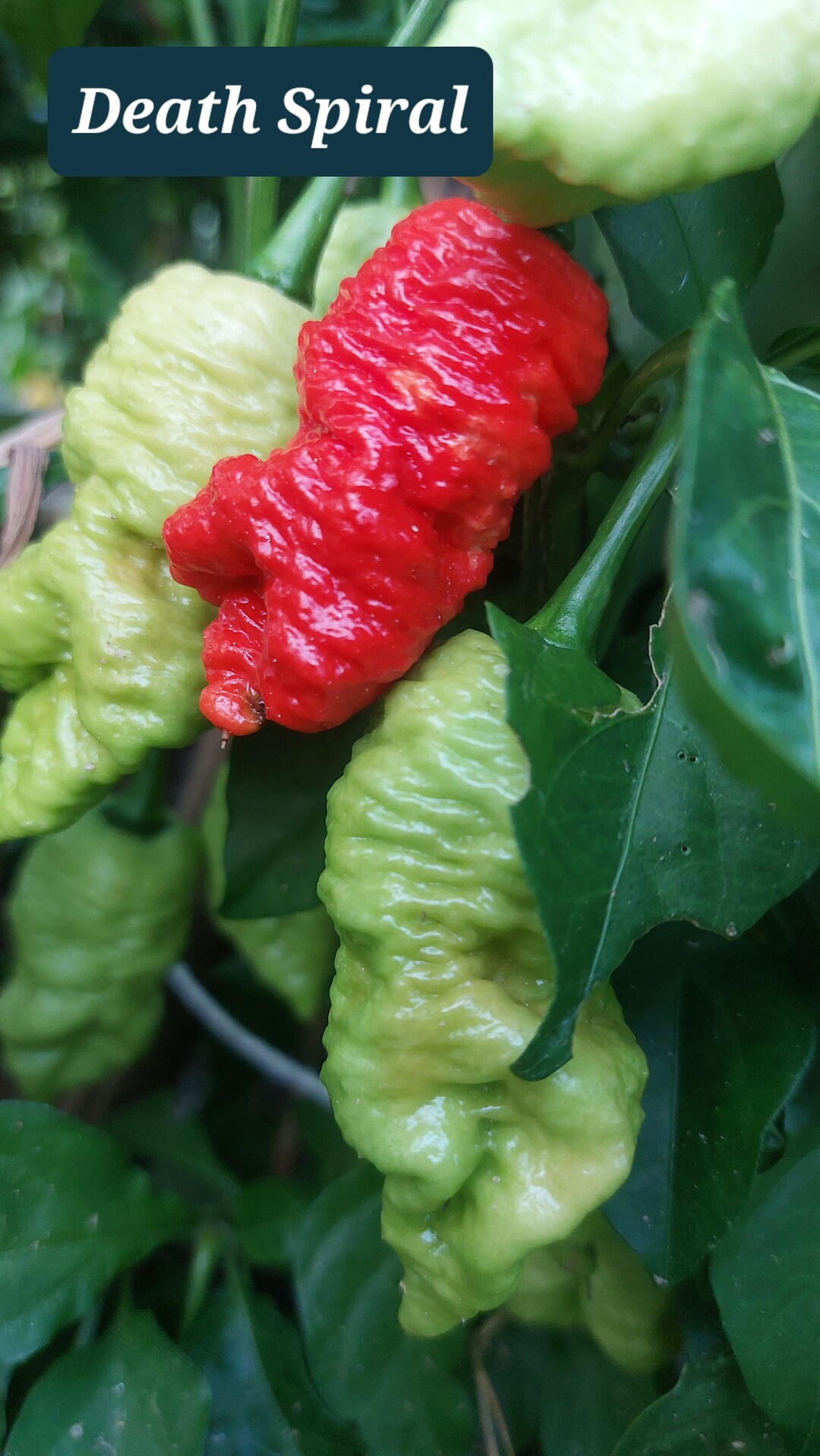 15+ Death Spiral Pepper Seeds - Etsy