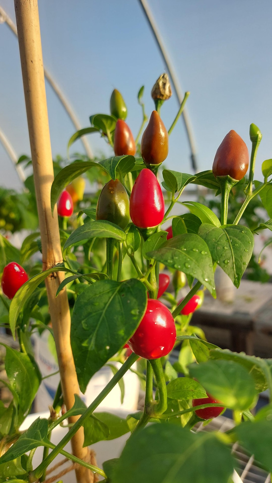 15+ Dundicut Pepper Seeds - Etsy
