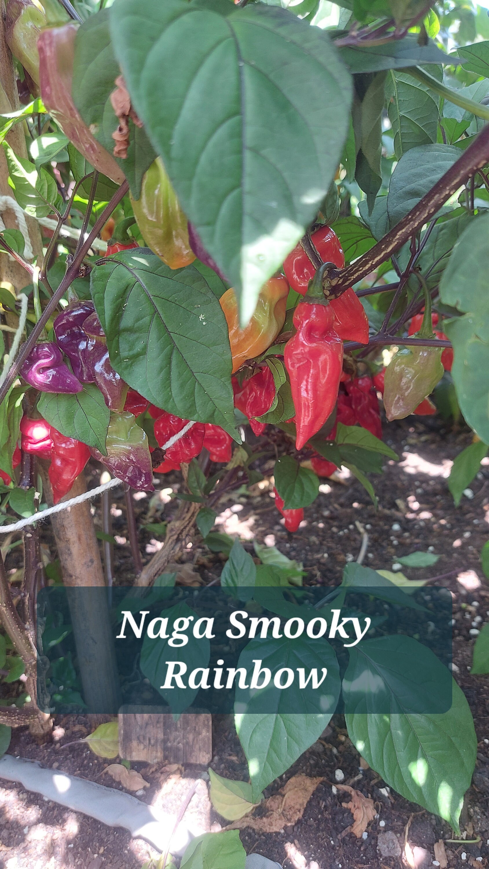 15+ Naga Smooky Rainbow Pepper Seeds - Etsy
