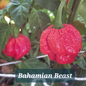 15+ Bahamian Beast Pepper Seeds - Etsy