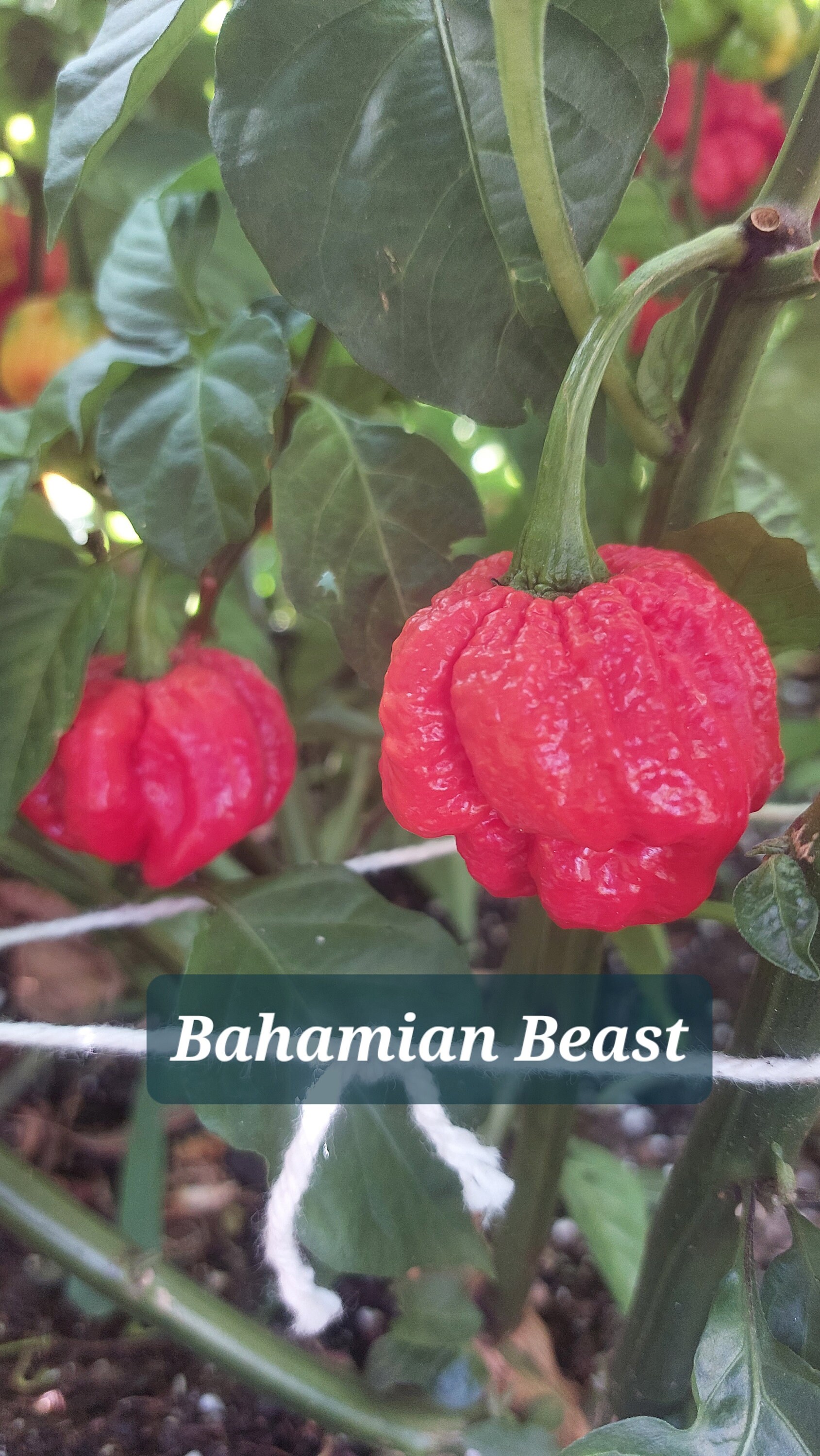 15 Bahamian Beast Pepper Seeds - Etsy