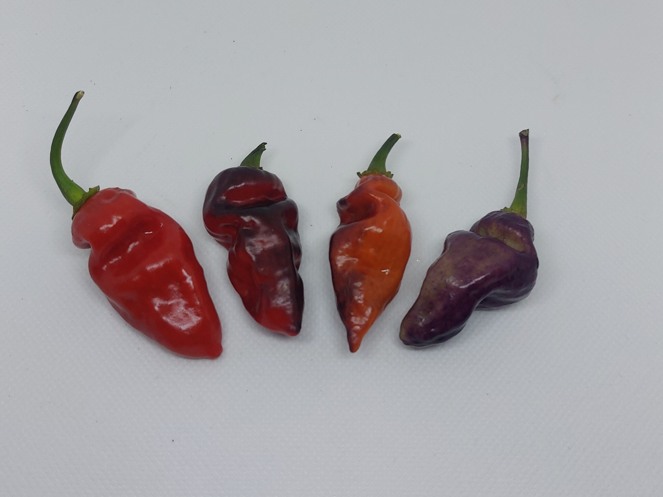 15+ Naga Smooky Rainbow Pepper Seeds - Etsy