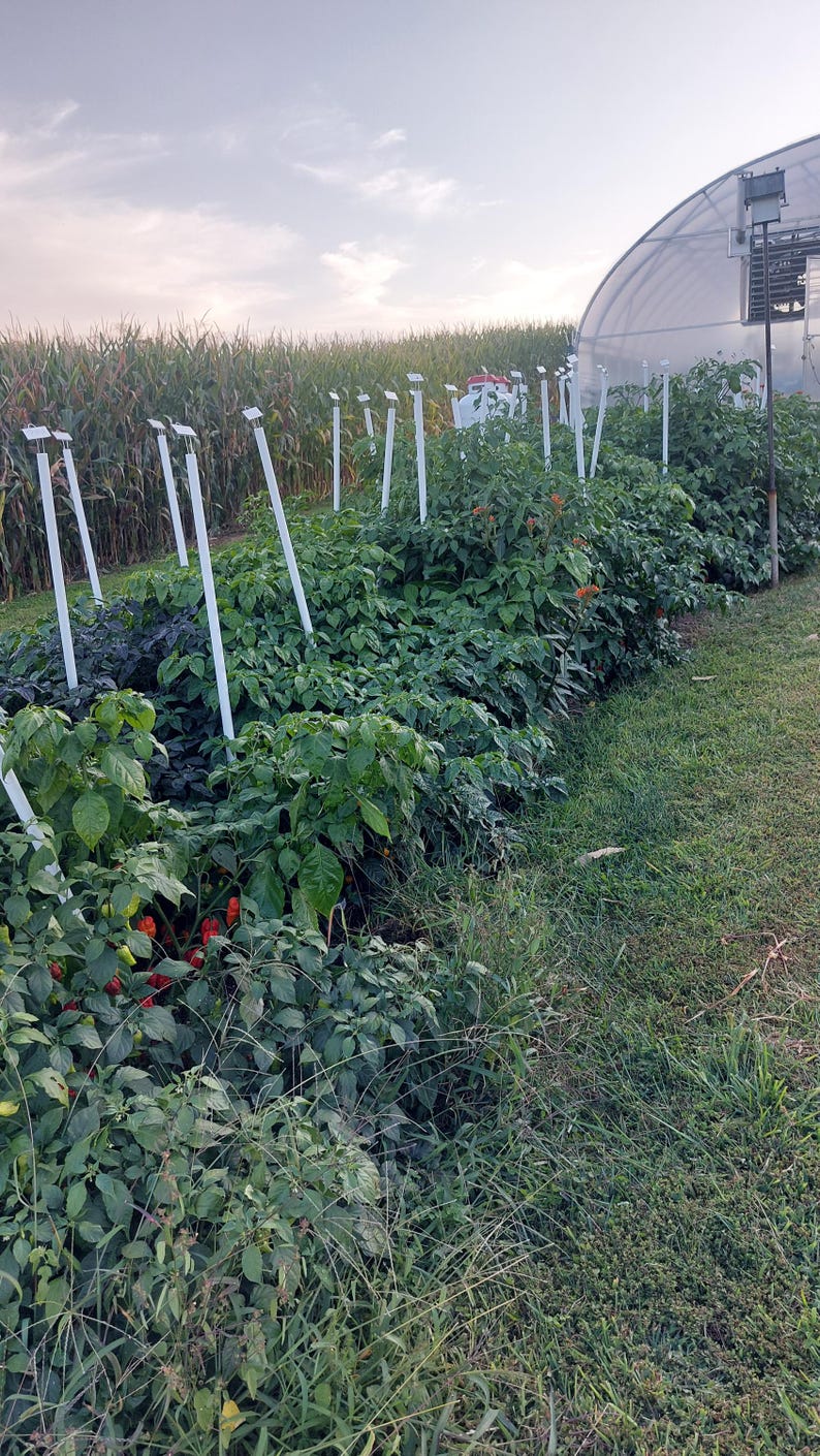 15+ Testanera Pepper Seeds - Etsy
