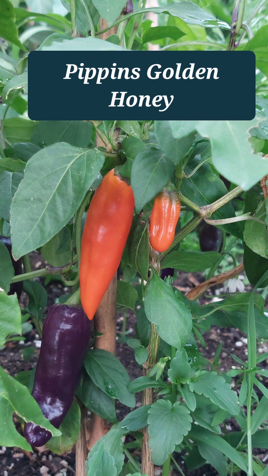 15 Pippins Golden Honey Pepper Seeds - Etsy