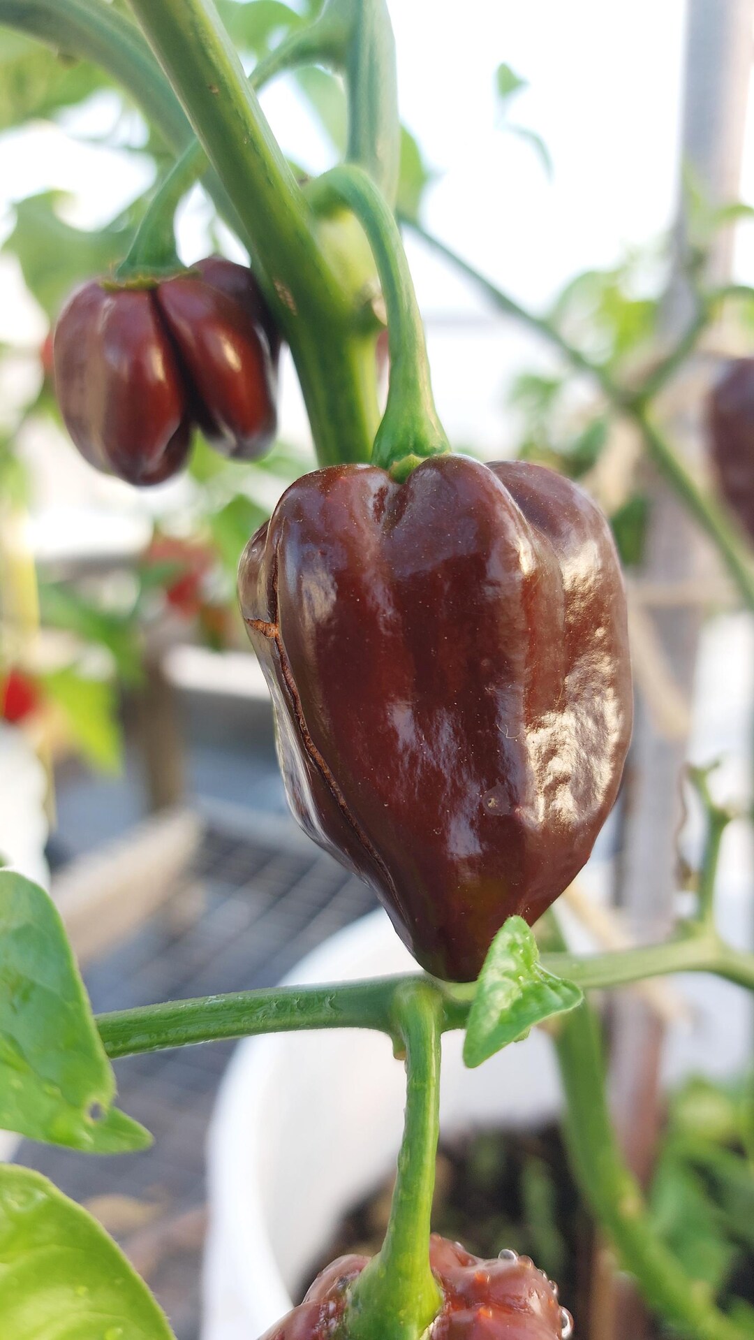 15+ Black Congo Habanero Pepper Seeds - Etsy