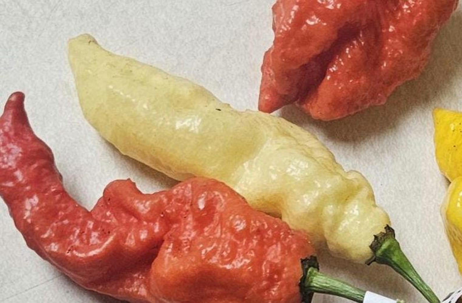 15+ White (ghost) Bhut Jolokia Pepper Seeds - Etsy