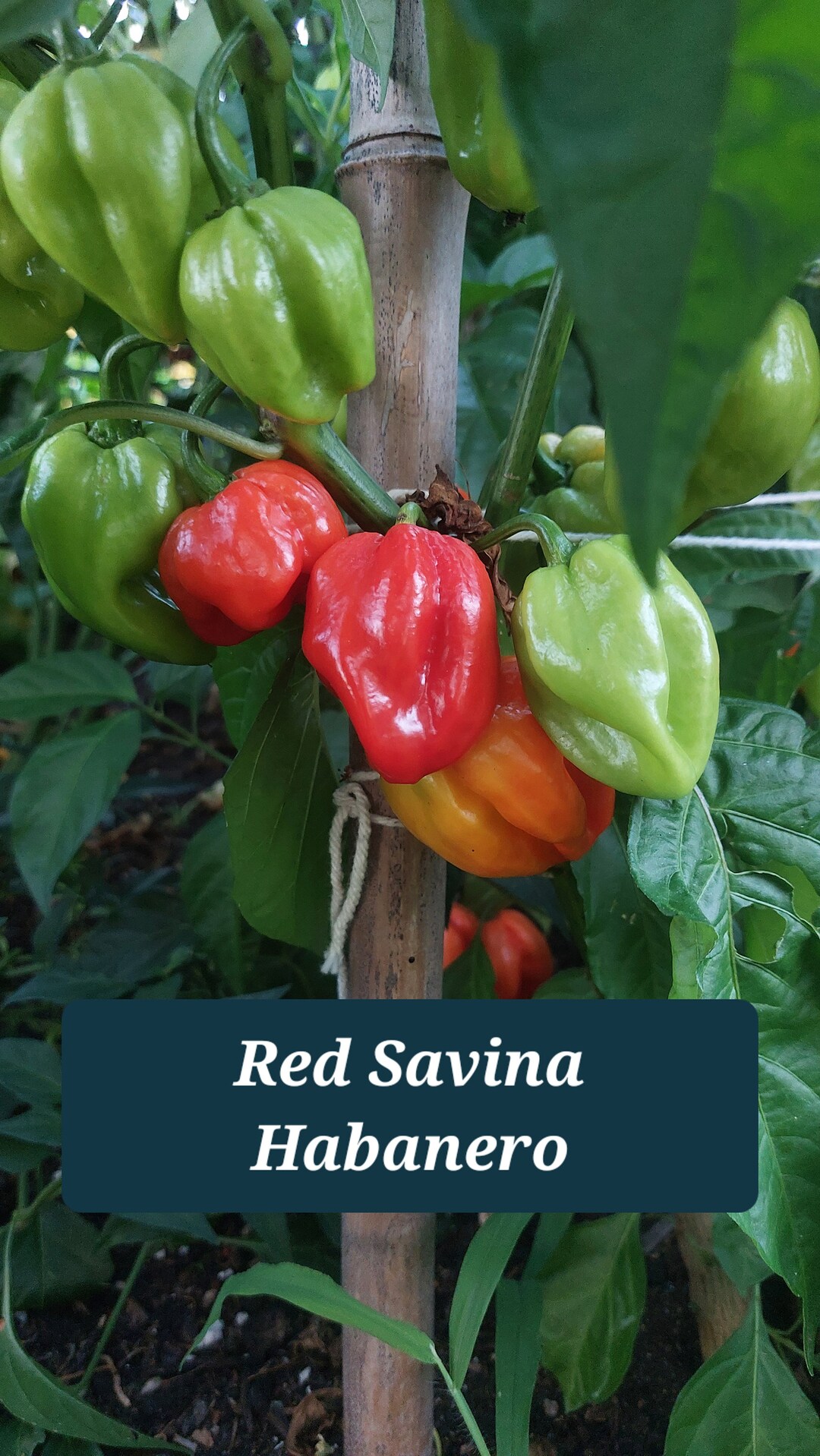15 Red Savina Habanero Pepper Seeds - Etsy