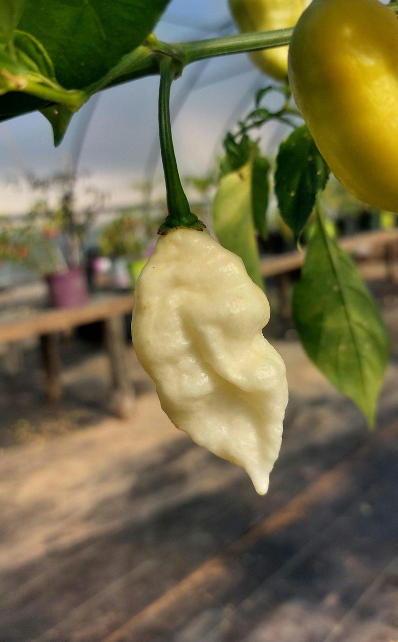 15+ White (ghost) Bhut Jolokia Pepper Seeds - Etsy