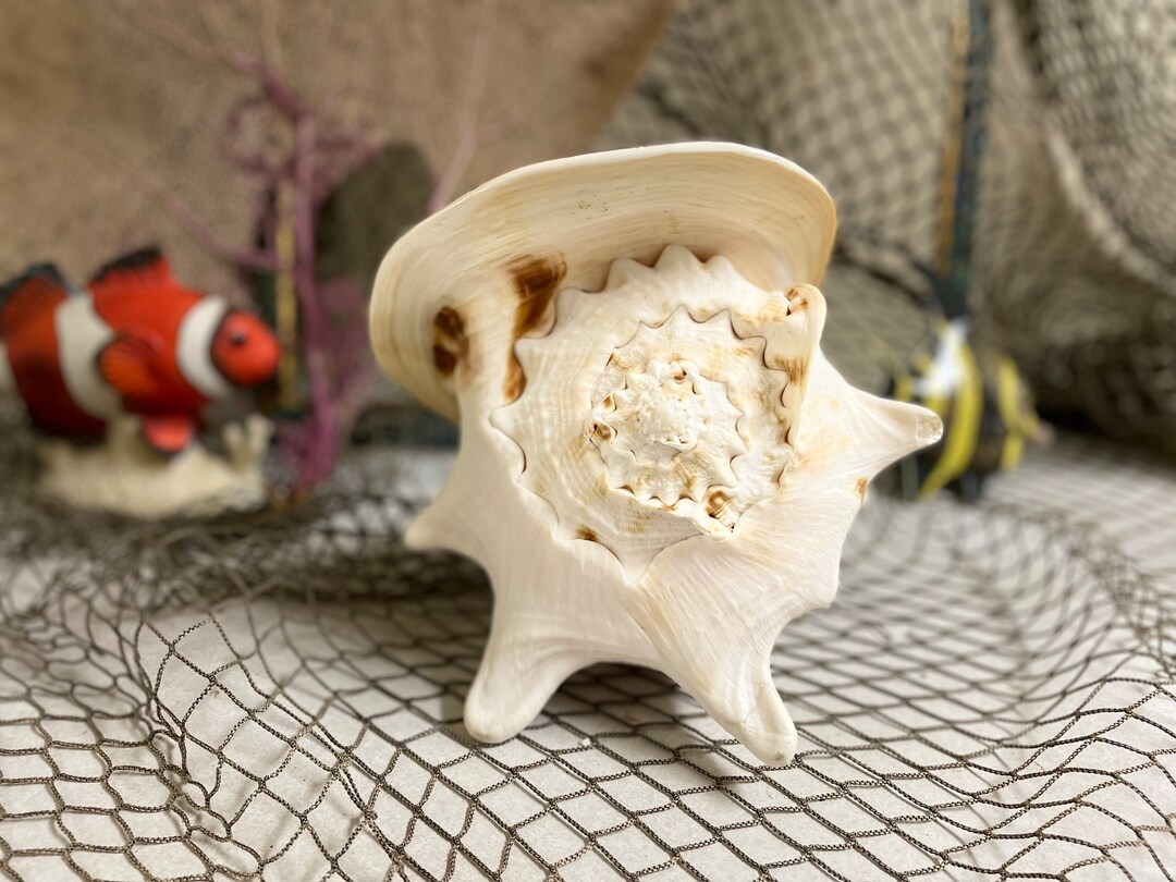 Giant Spiked Conch Shell Rare and Vintage - Etsy