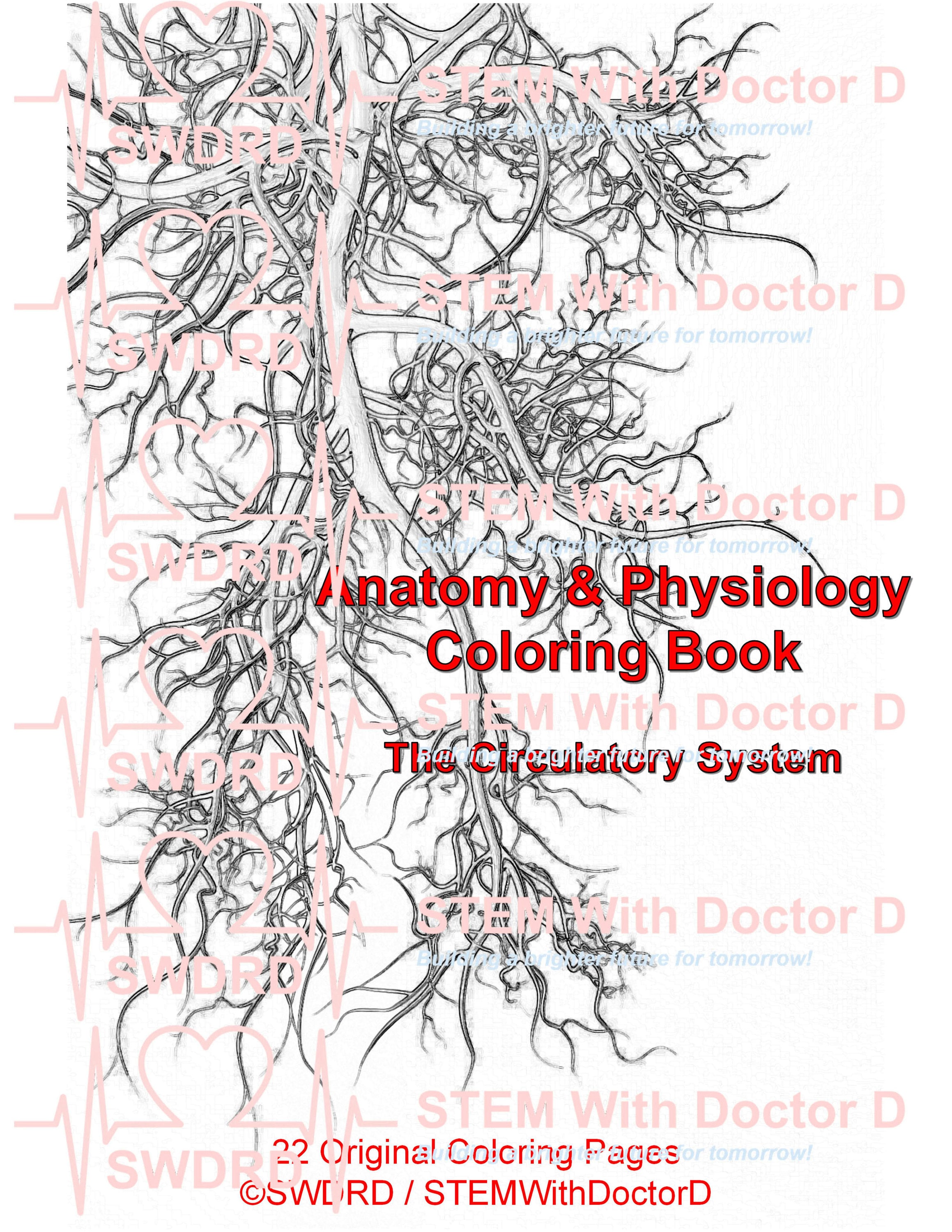 Sistema Circulatorio Para Colorear Sistema Circulatorio Exposiciones