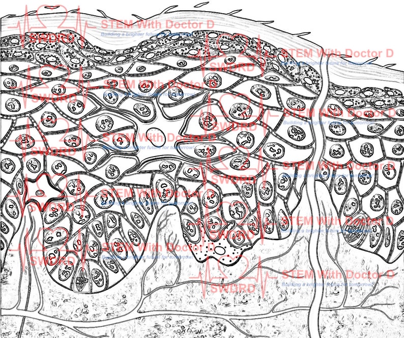 Epidermis Coloring Book Page. Great for Human Anatomy and Physiology ...