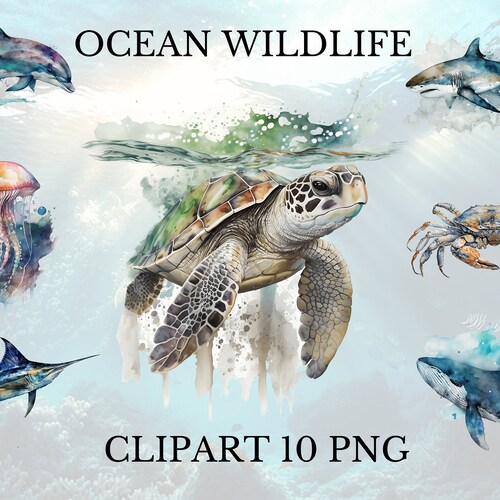 Ocean Wildlife Clipart Fish Clipart Set Whale Png Dolphin - Etsy
