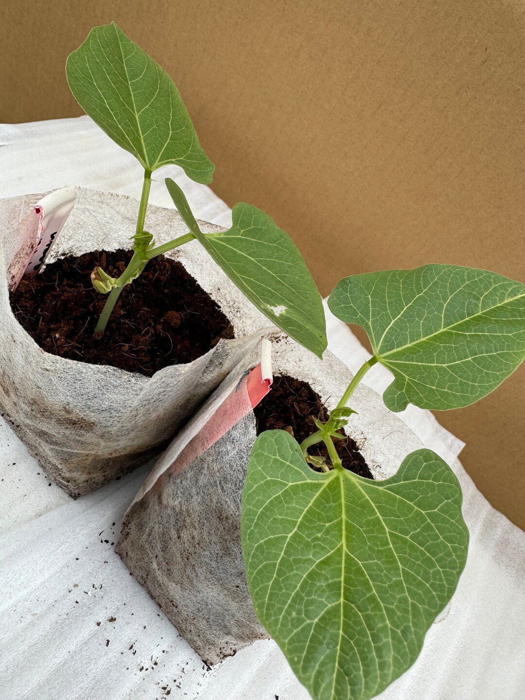 Live Plants Dosakai,ridge,bitter Guard, Calabasas,malabar Spinach ...