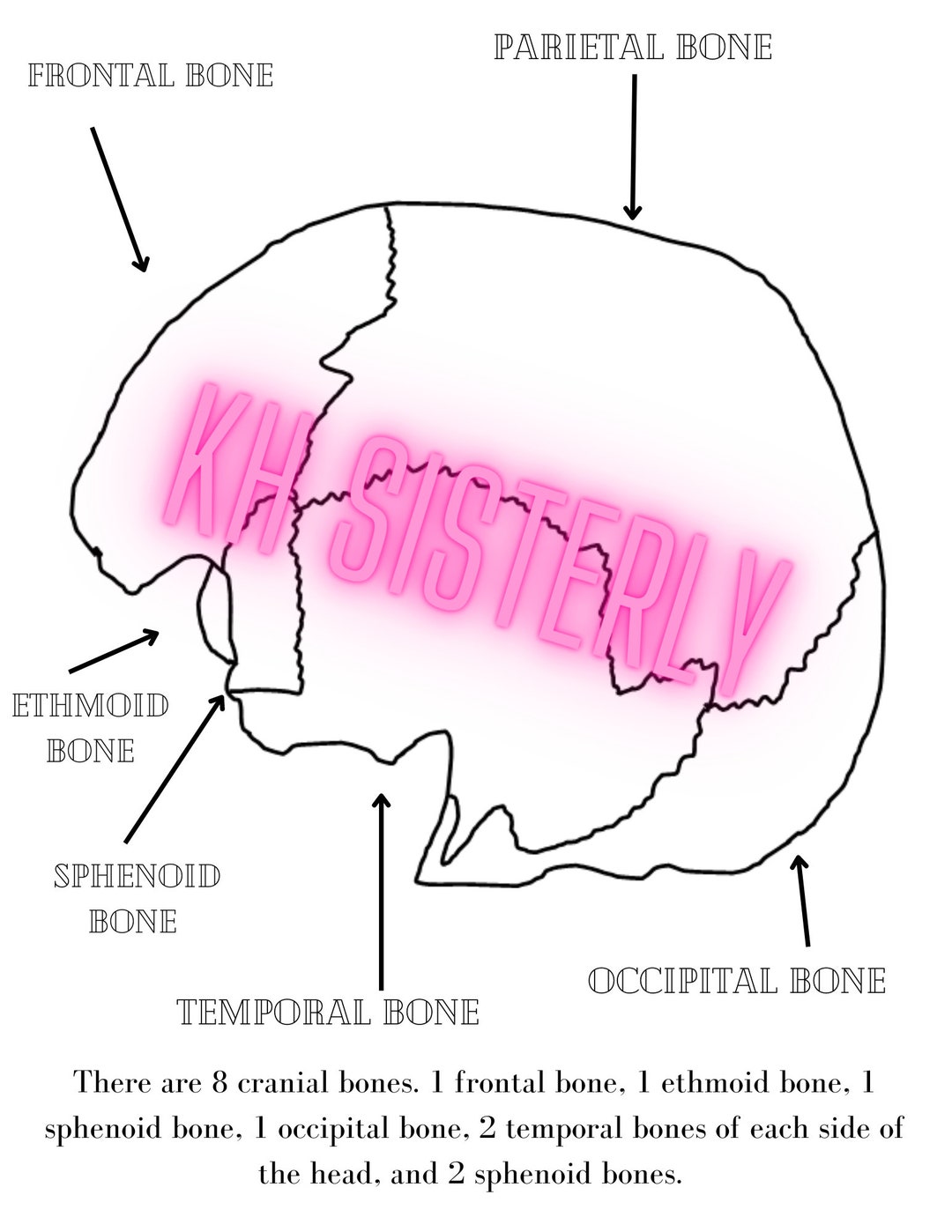 Cranial Bones - Etsy