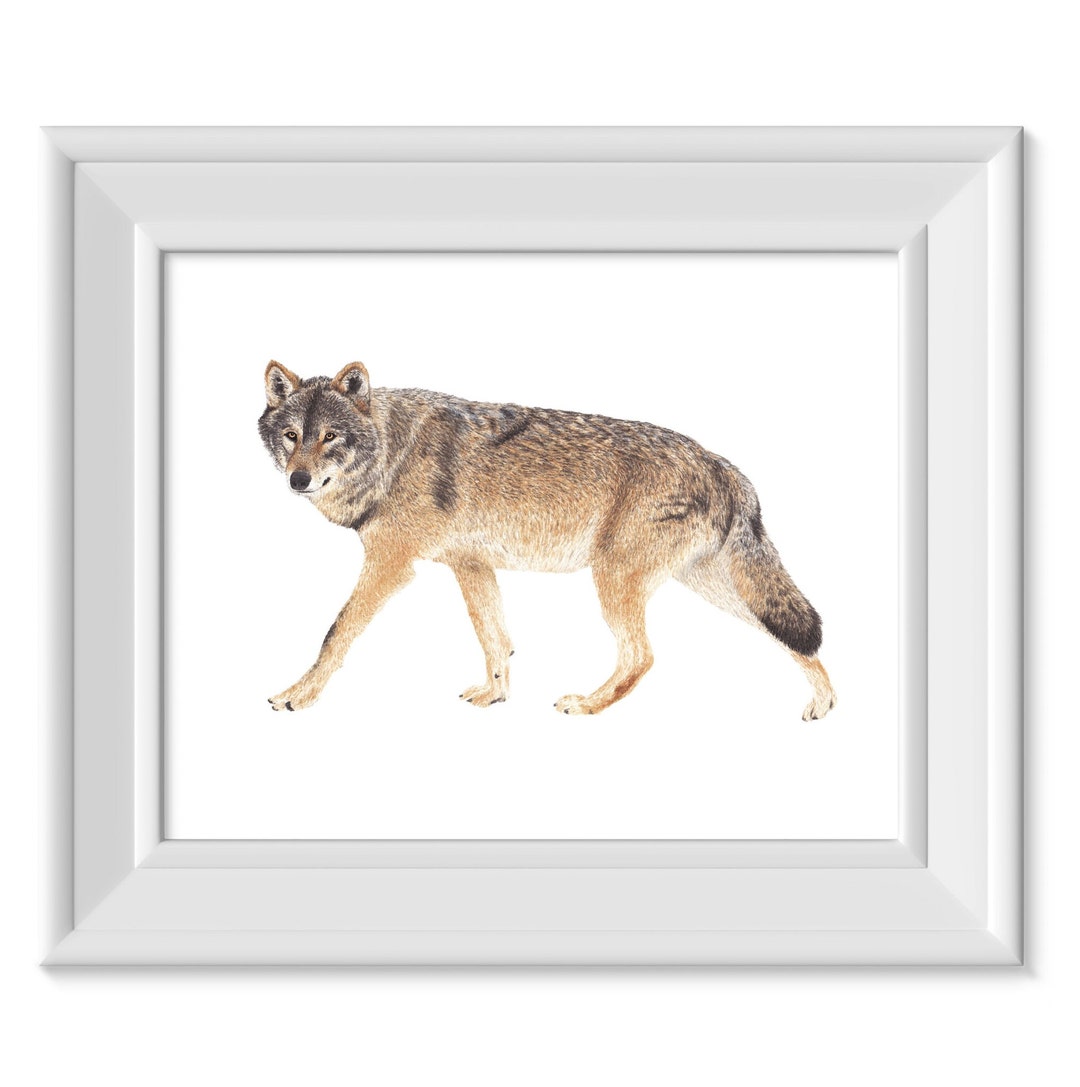 Gray Wolf Art Print, Watercolor Gray Wolf Wall Art, Wildlife ...