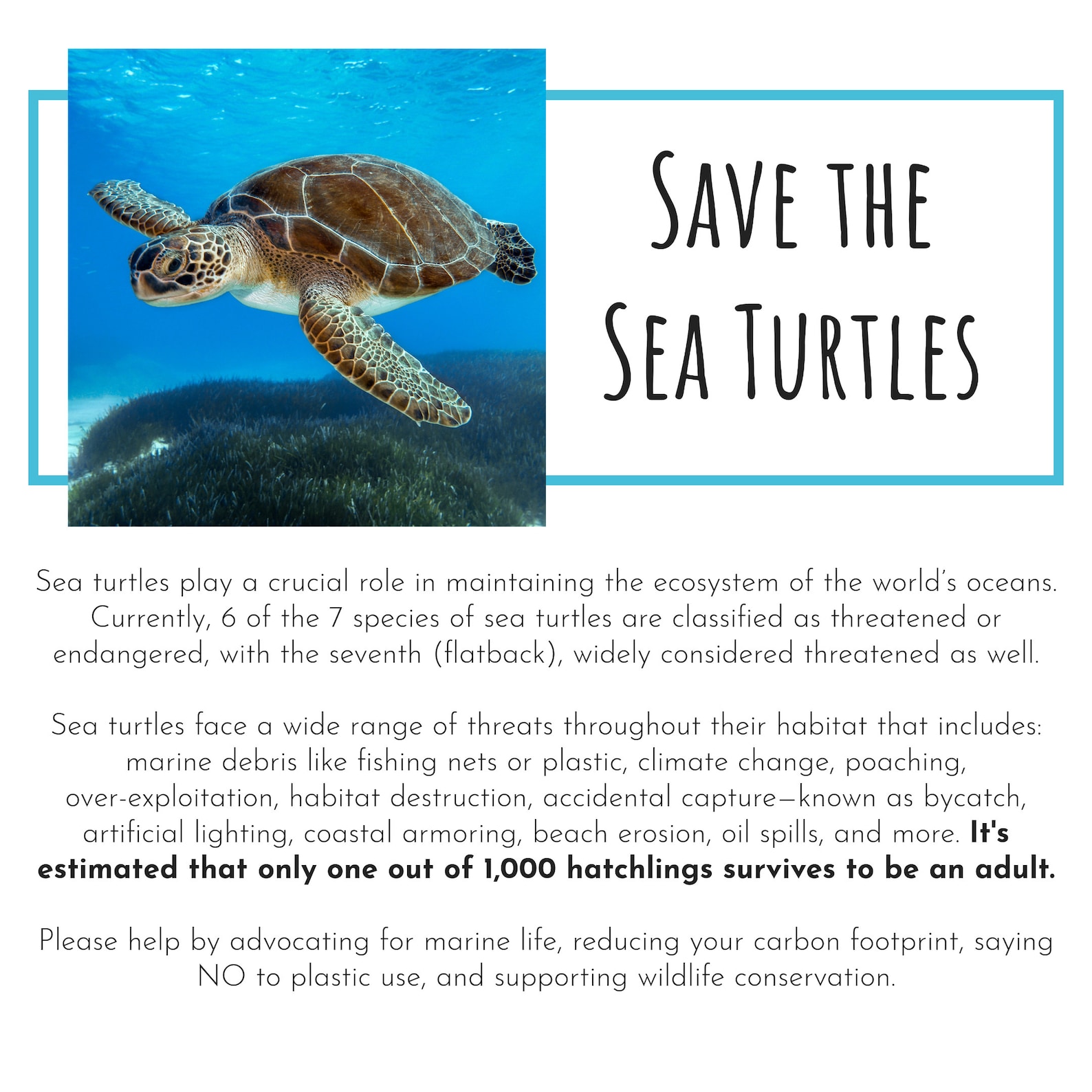 Sea Turtle Pun Card, Sea Turtle Greeting Card, Watercolor Sea Turtle ...