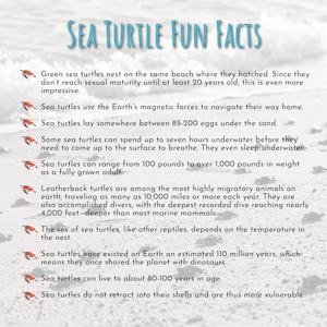 Sea Turtle Pun Card, Sea Turtle Greeting Card, Watercolor Sea Turtle ...