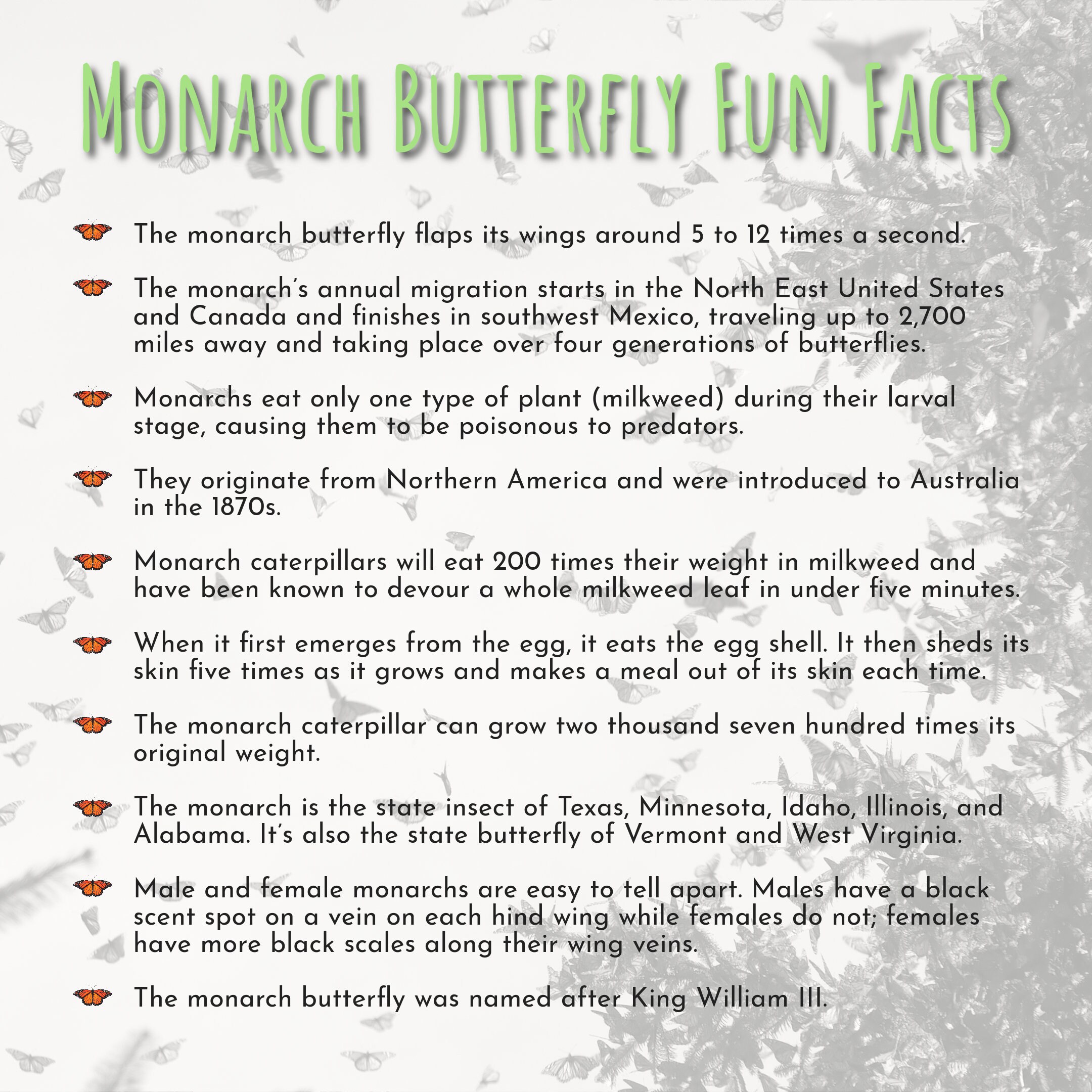 Monarch Butterfly Digital Print, Monarch Butterfly Wall Art, Save the ...