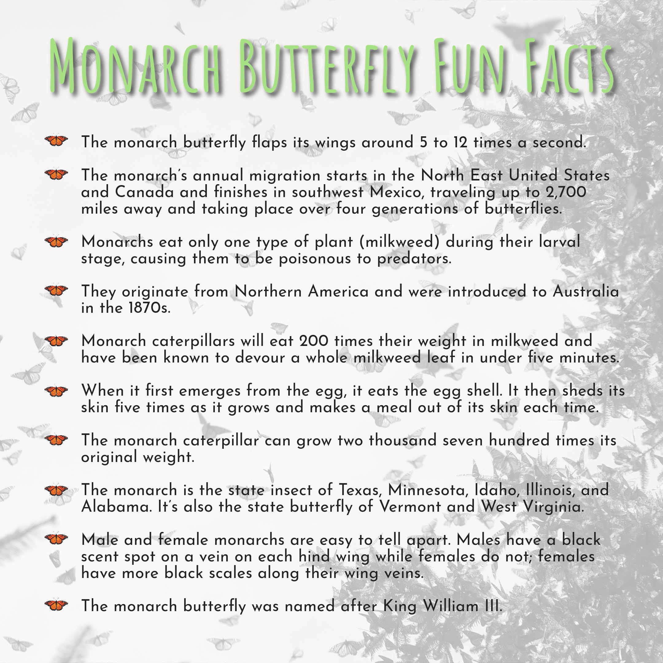 Monarch Butterfly Art Print, Watercolor Butterfly Wall Art, Wildlife ...
