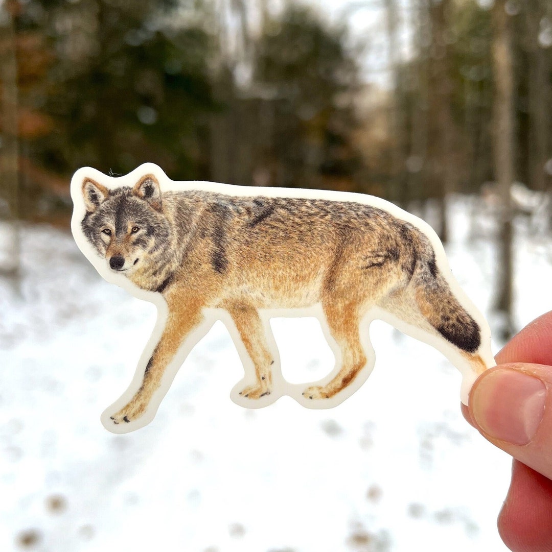 Watercolor Gray Wolf Sticker, Gray Wolf Lover Gift, Save the Gray ...