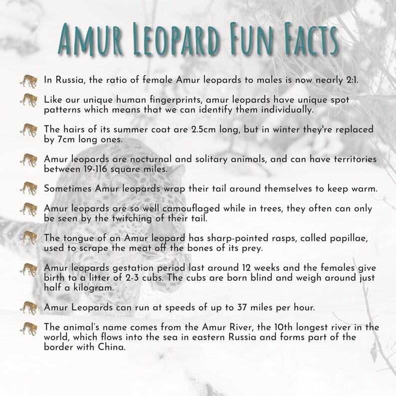 Amur Leopard Art Print, Watercolor Leopard Wall Art, Wildlife ...