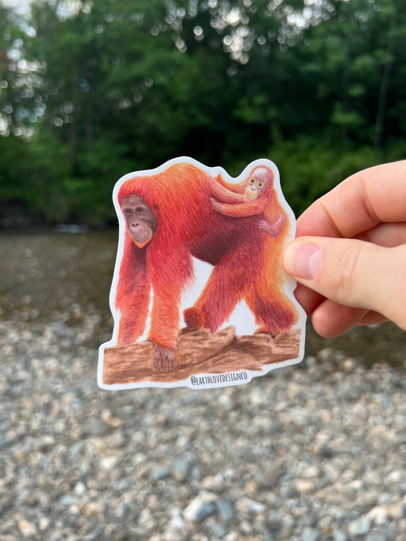Watercolor Orangutan Sticker, Orangutan Lover Gift, Save the Orangutans ...