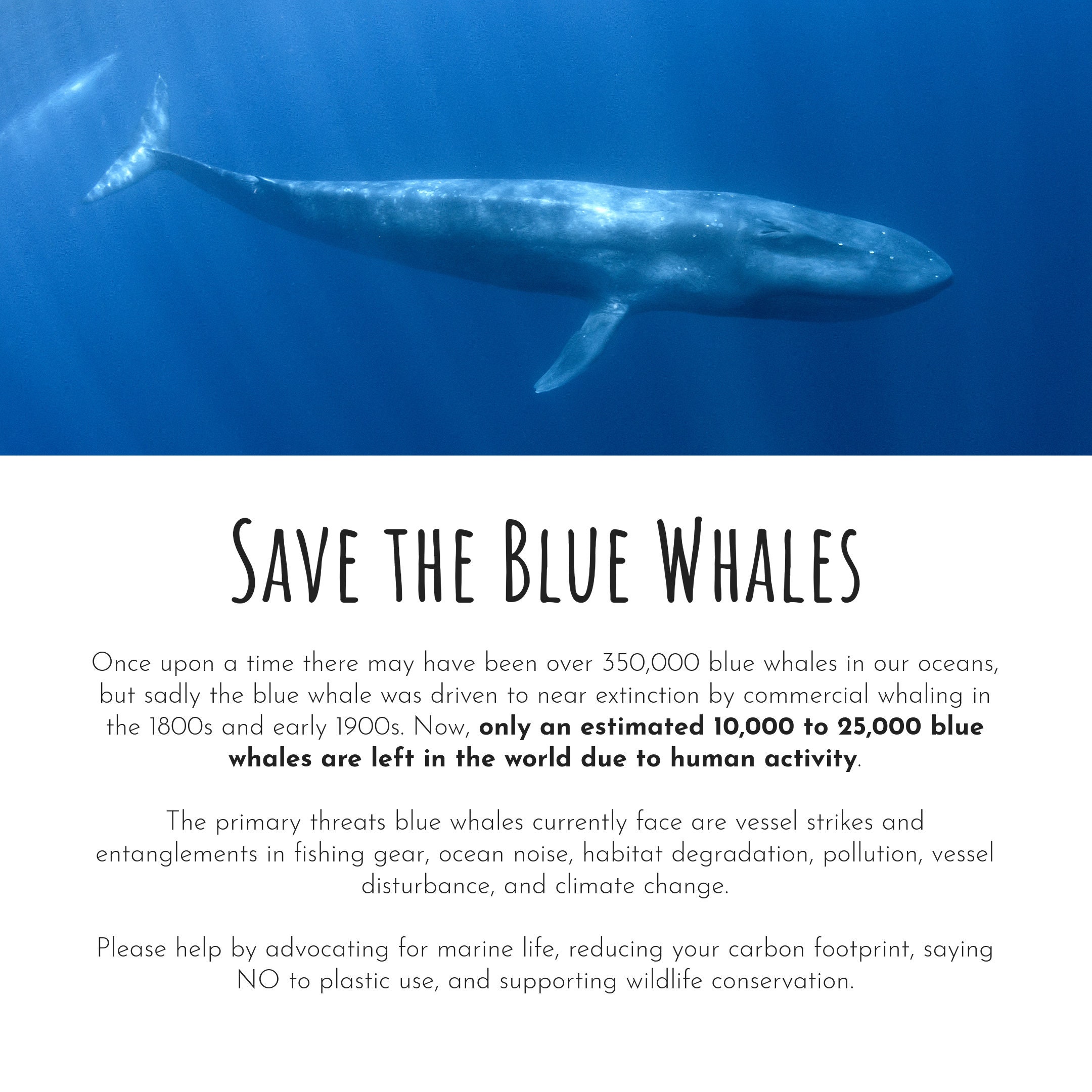 Watercolor Blue Whale Sticker, Blue Whale Lover Gift, Save the Blue ...