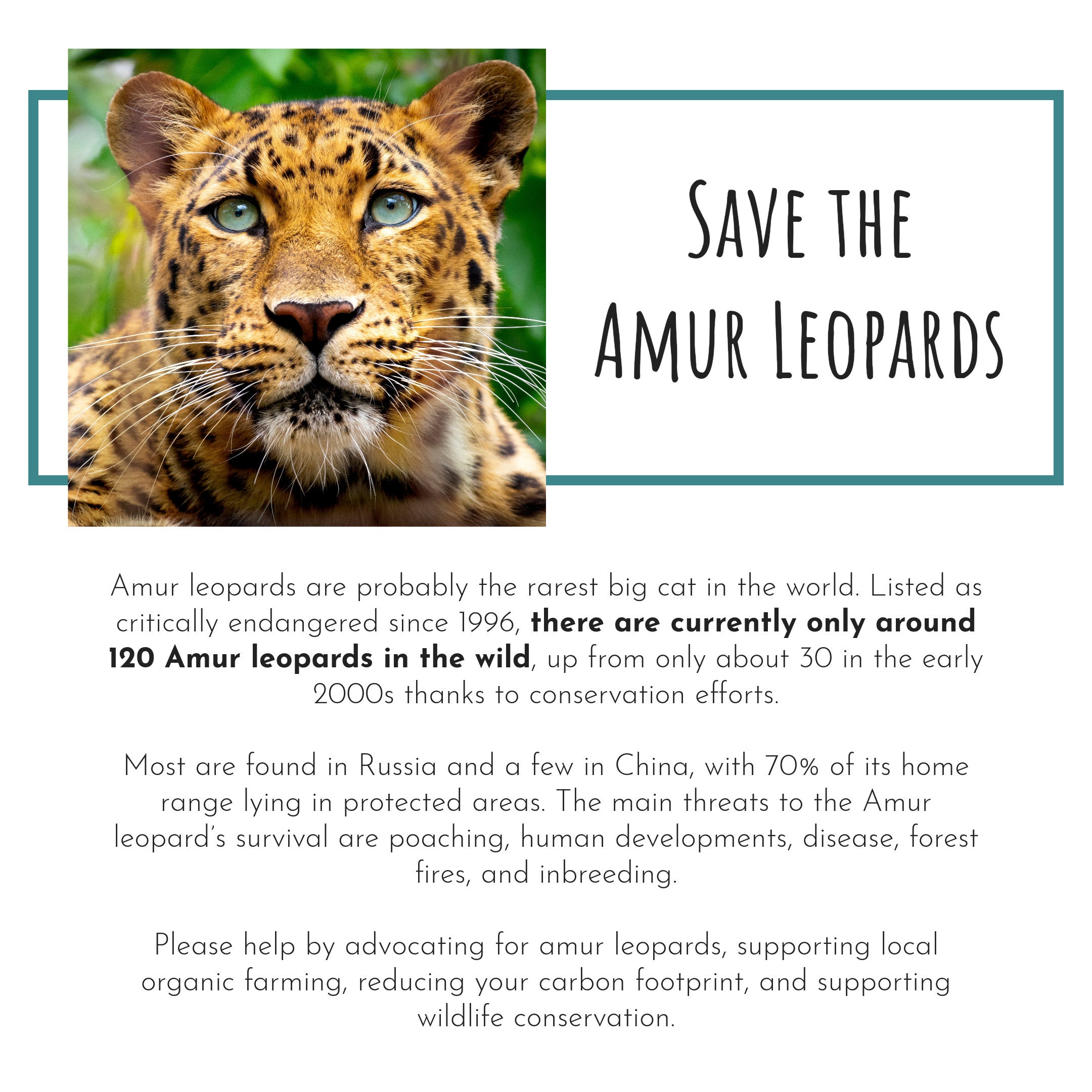 Amur Leopard Art Print, Watercolor Leopard Wall Art, Wildlife ...