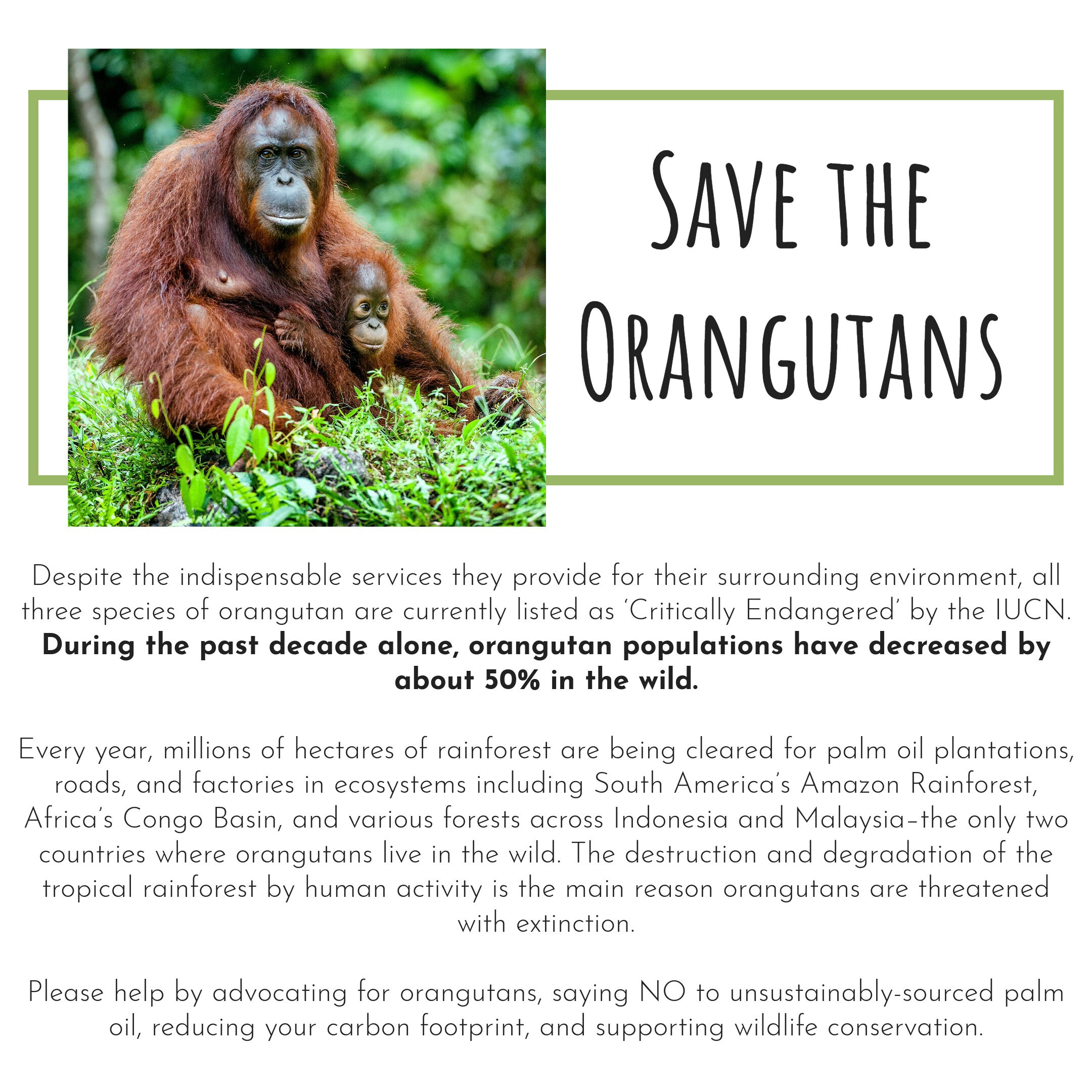 Orangutan Art Print, Watercolor Orangutan Wall Art, Wildlife ...