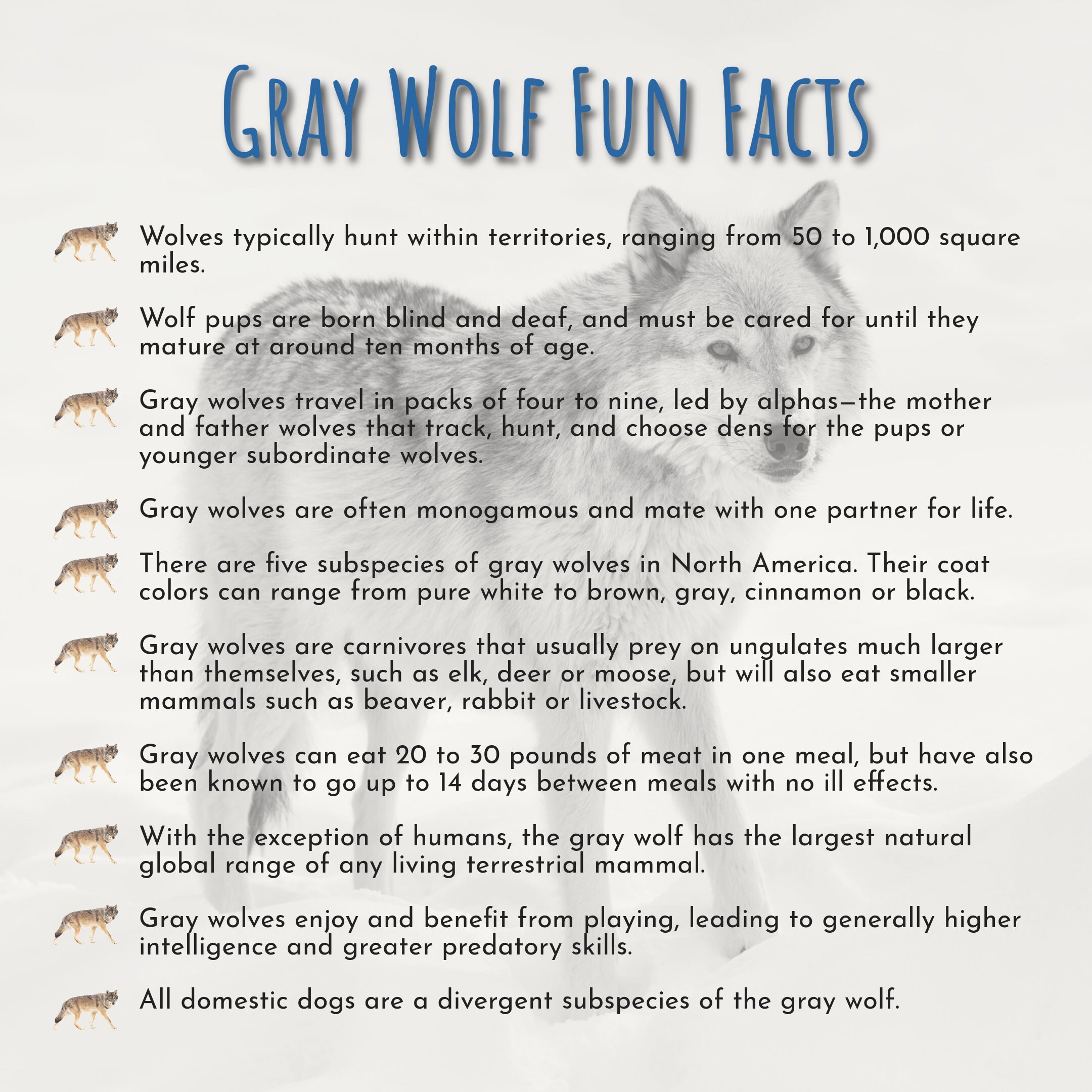 Gray Wolf Digital Download, Watercolor Gray Wolf Art, Save the Gray Wolves, Wildlife ...