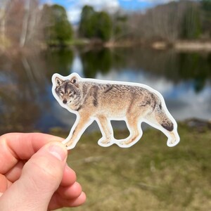 Gray Wolf Digital Download, Watercolor Gray Wolf Art, Save the Gray Wolves, Wildlife ...