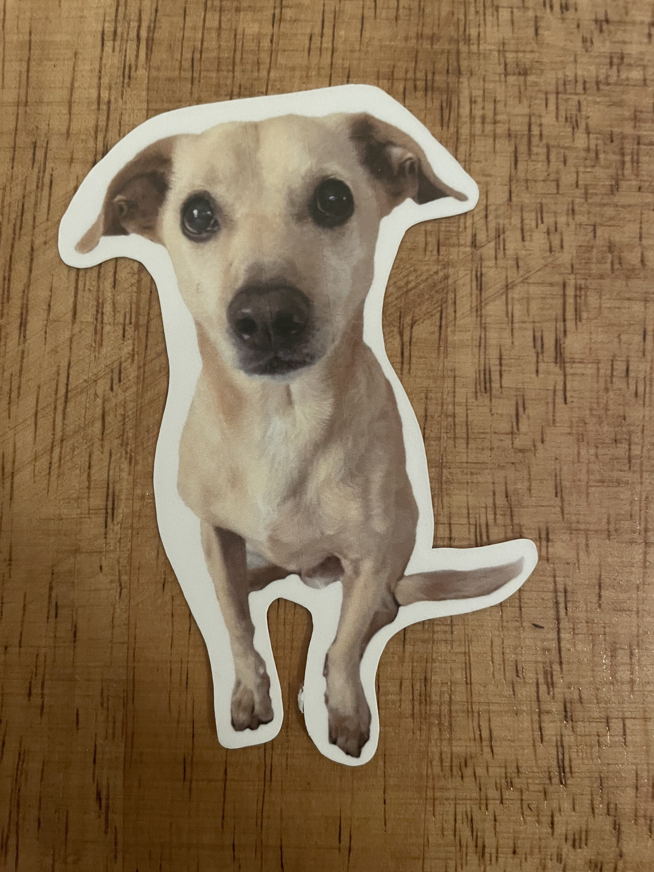 Personalized Pet Stickers, Custom Waterproof Dog and Cat Stickers - Etsy