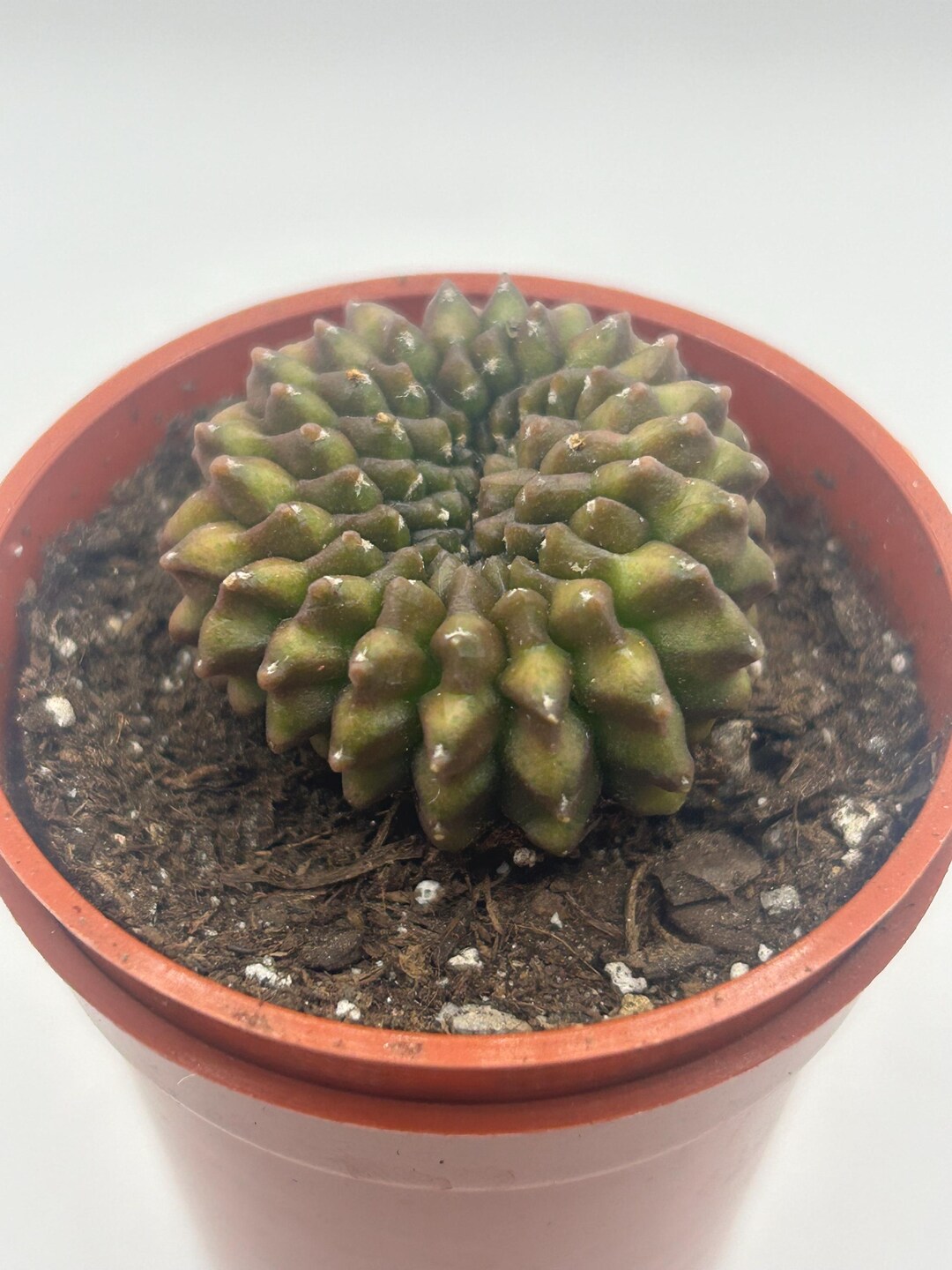 Gymnocalycium Inermis Rare 1.25 Inch Cactus - Etsy