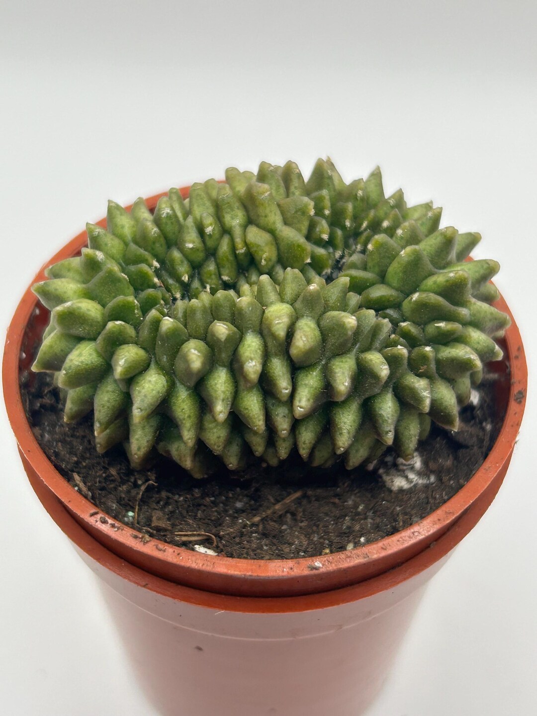 Gymnocalycium Inermis Crested Rare 2 Inch Cactus - Etsy