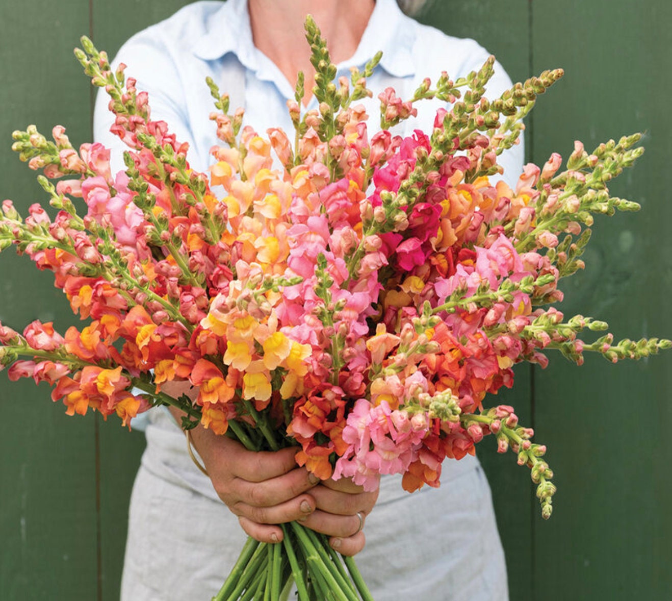 Potomac Early Sunrise Snapdragon Flower Seeds, Hues of Yellow, Orange ...