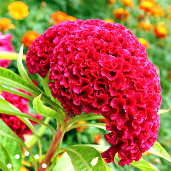 Cockscomb Seeds - Etsy