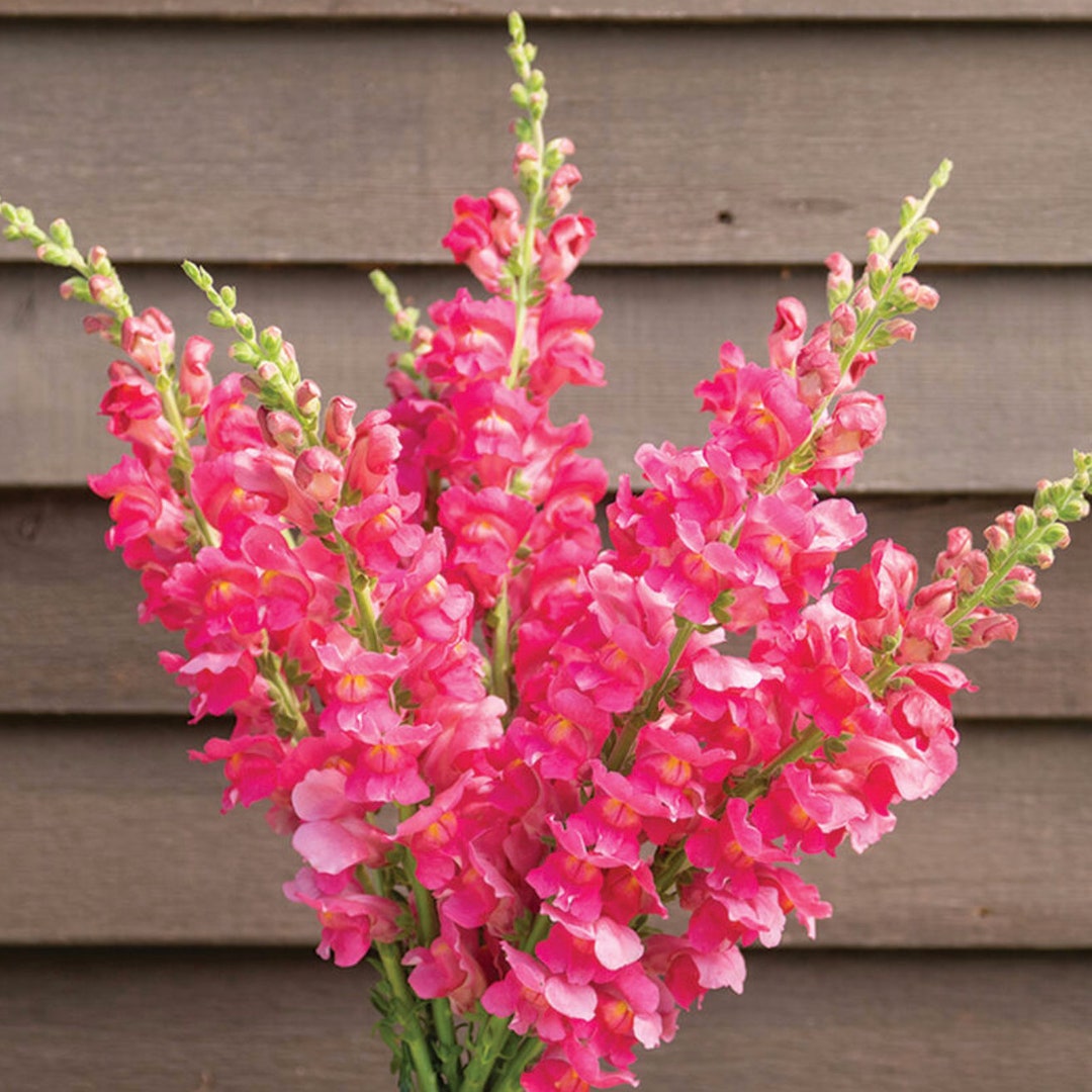 Costa Deep Rose Snapdragon Flower Seeds, Edible and Beautiful Cut ...
