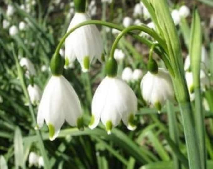 Summer Snowflake Flower Bulbs - Leucojum - Plant Now for Mid-spring Blooms - Easy to Grow ...