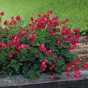 Cherry Red/ Dark Pink Bleeding Heart Bare Root Division Hardy Perennial ...