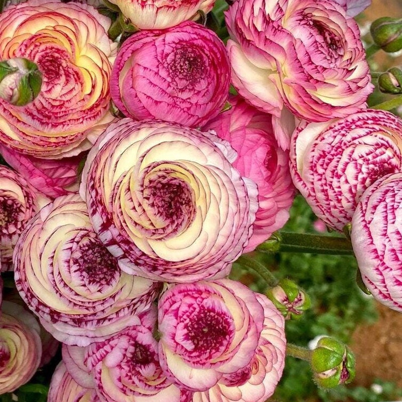 Pink Ranunculus - Etsy