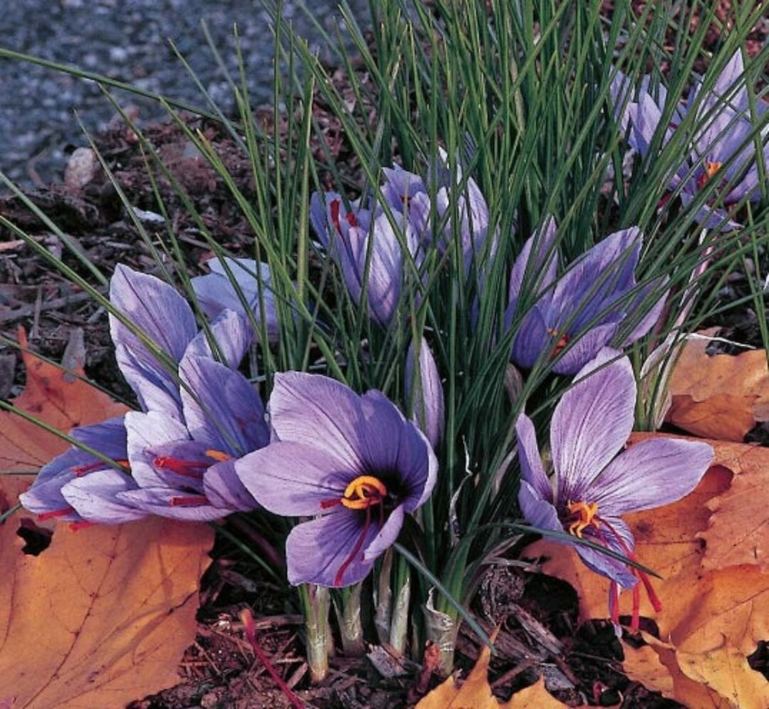Crocus - Saffron - Flower Bulbs - Light Violet Purple - Easy to Grow ...