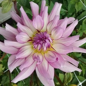 Leila Savanna Rose Tuber Semi-cactus Bloom Size 4-6 Plant Height 4 Feet ...