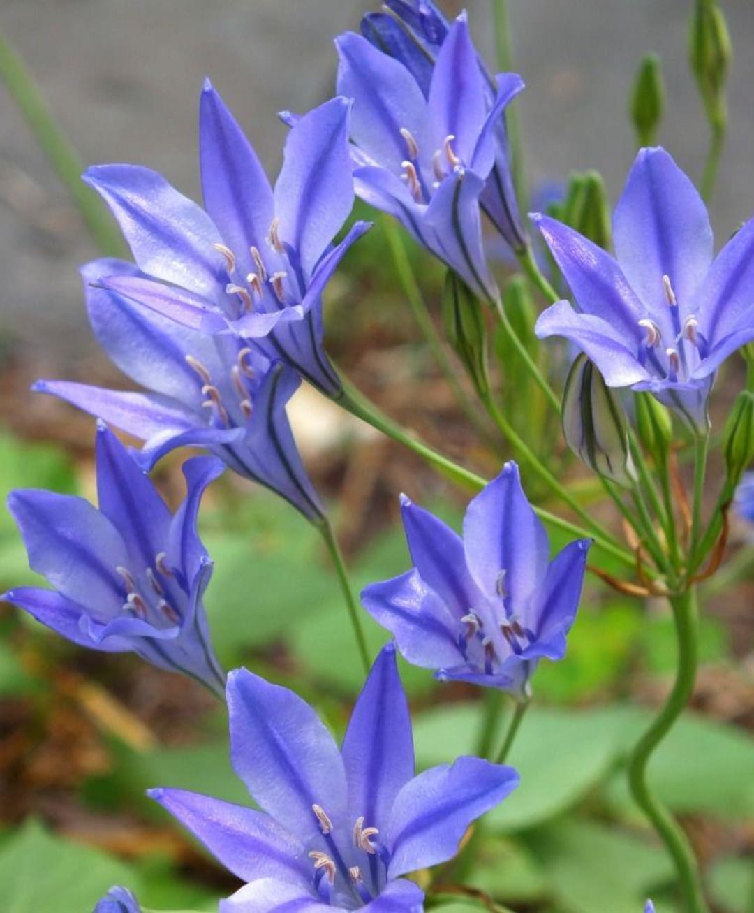 Triteleia Laxa 'corrina' - Fall Planted Bulbs - Wild Hyacinth - Deep ...