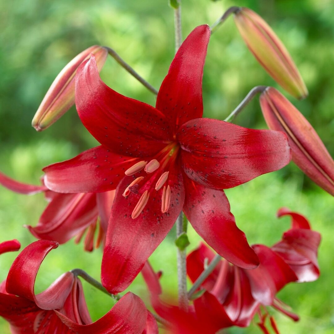 Red Asiatic Velvet Hummingbird Lily Flower Bulbs - Classic 4" Rich Red ...
